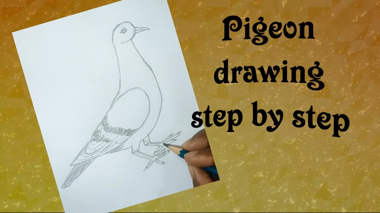 How to draw Pigeon l Pigeon drawing for kids l Pigeon easy drawing for ...