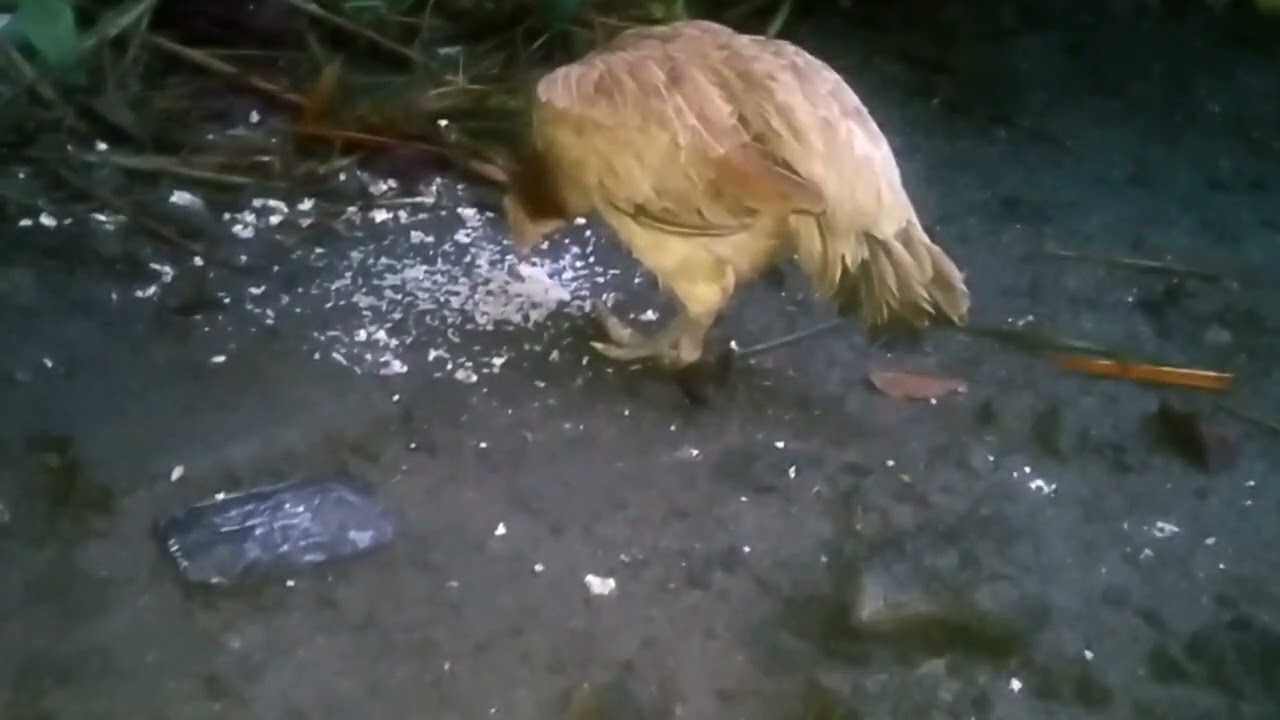 Manok na nabalian/ naputulan ng paa.wag katayin pwde pa itong gamutin ...