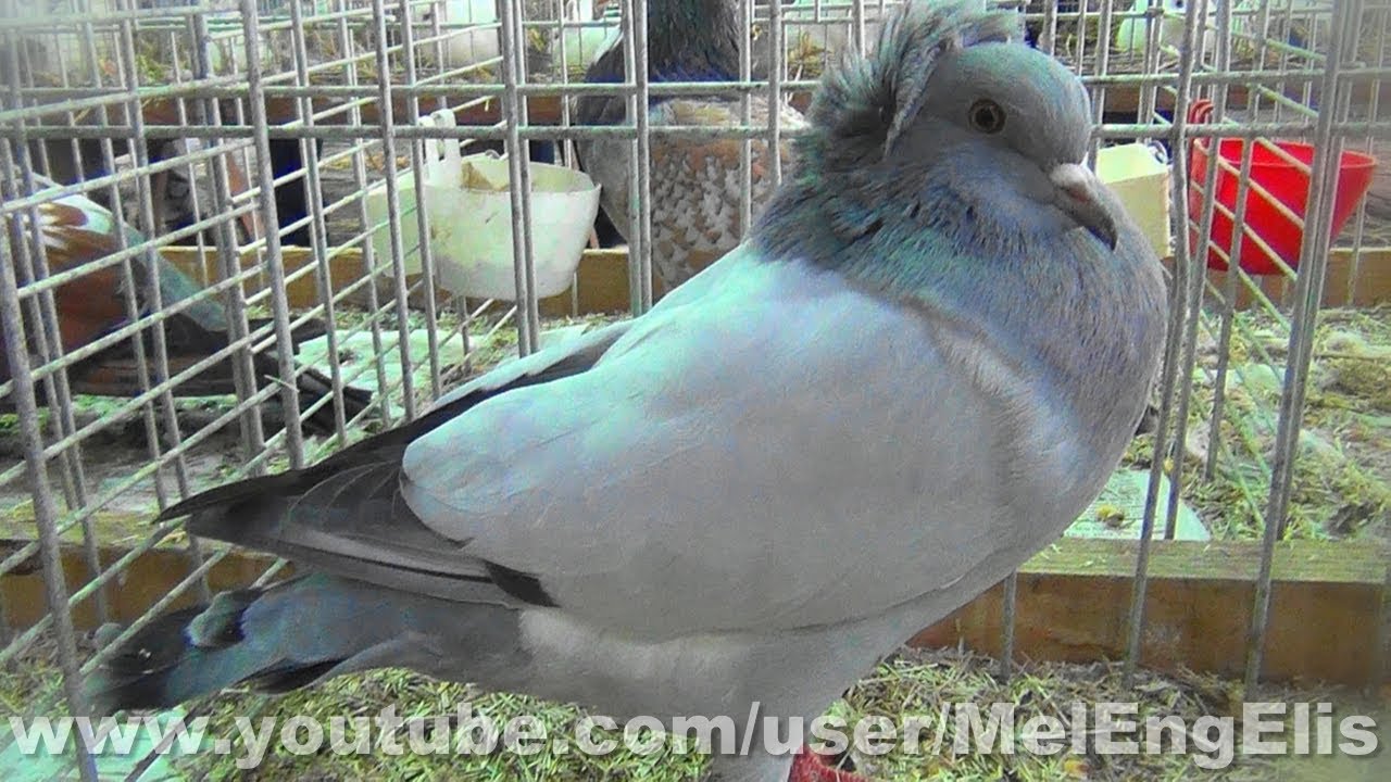 Huppé de Soultz - Soultzer Haube - Crested Soultz - Cuffia di Soultz ...