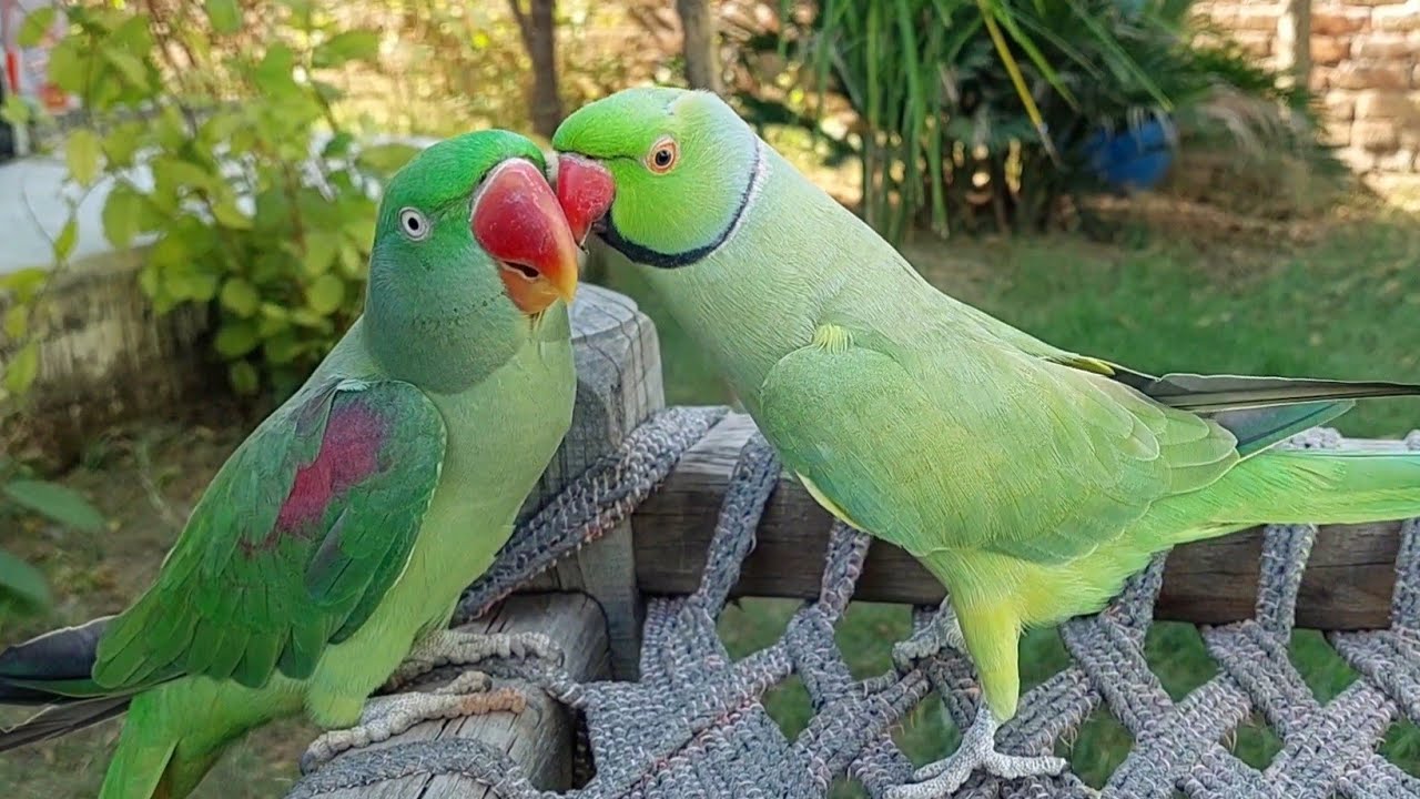 Super Cute Talking and Dancing Parrot Couple | Funny Parrot Video - YouTube