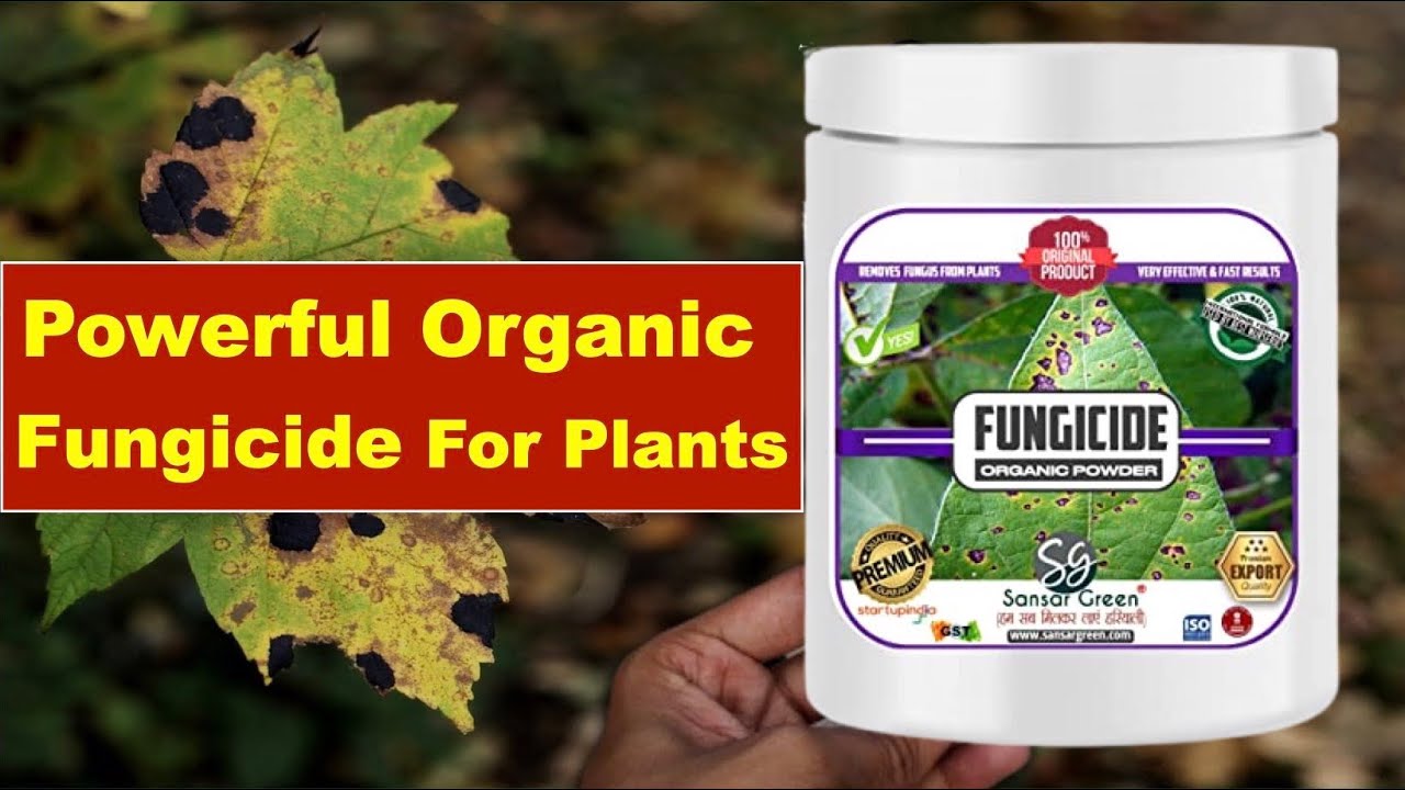 Sansar Green Fungus Remover Super Powerful Organic Powder for Removing ...