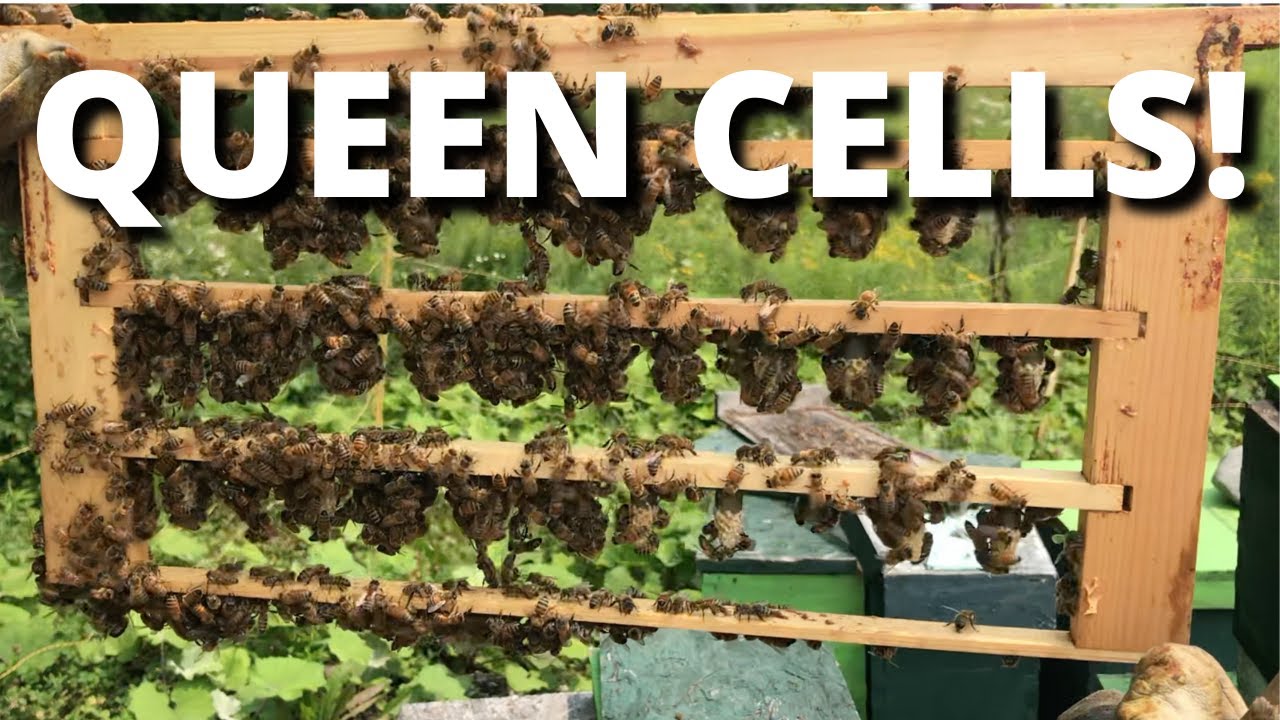 Queen rearing part 3 Queen Cells! - YouTube