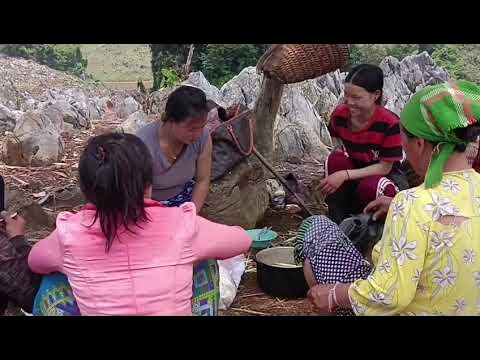 21 ພຶດສະພາ 2023 hnub no tuaj pab niam tais lawv cog pob kws - YouTube