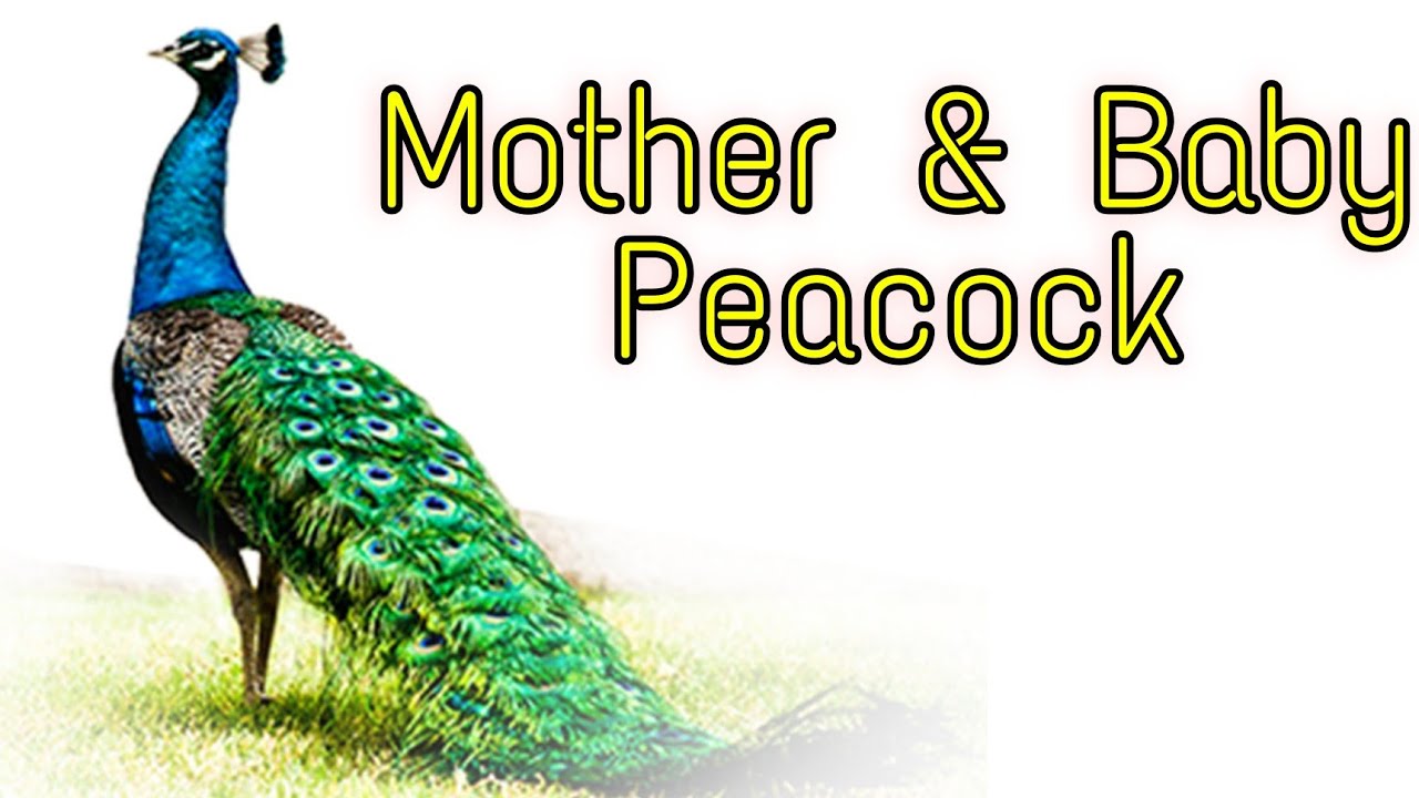 Baby peacocks / Peachicks and mother peahen /peacock sound ...