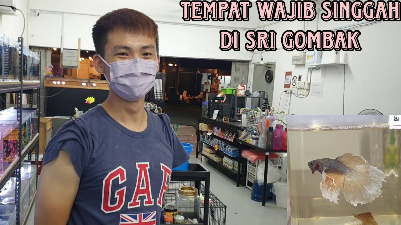 PELBAGAI IKAN HIASAN DI WK AQUATIC AND PETS! - YouTube