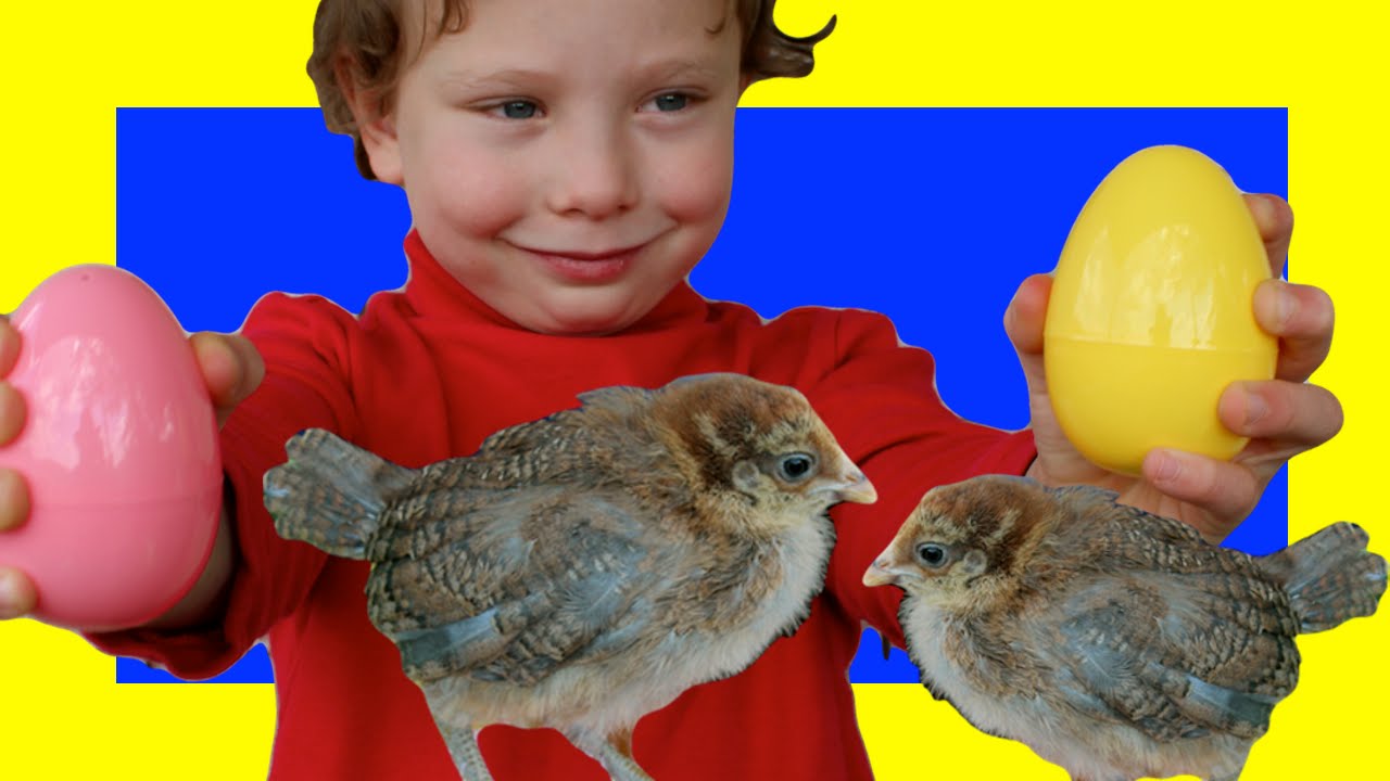 How to Spawn Minecraft Chickens in Real Life ~PlayBuddies - YouTube