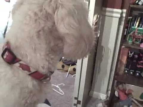 Rough Ruff 3: The Take Over - YouTube