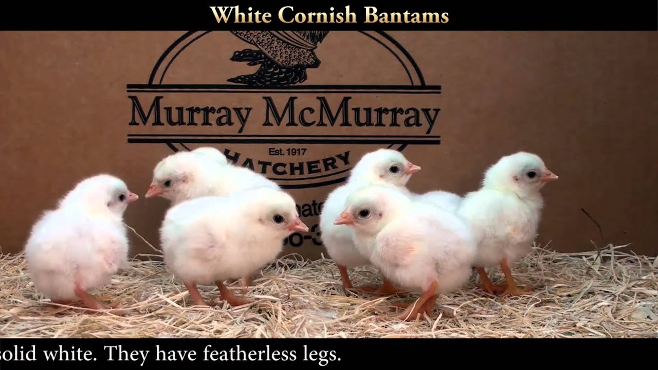 White Cornish Bantam Chicks - YouTube