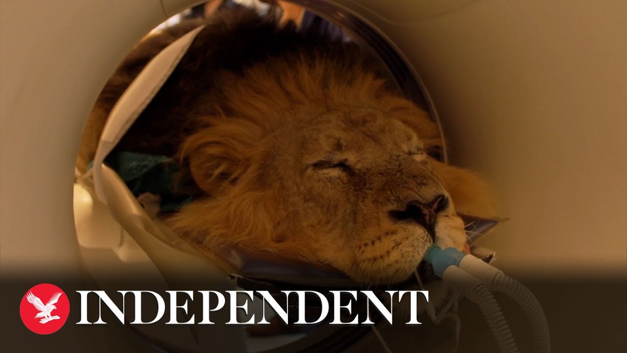 Big cat gets CAT scan at London Zoo - YouTube