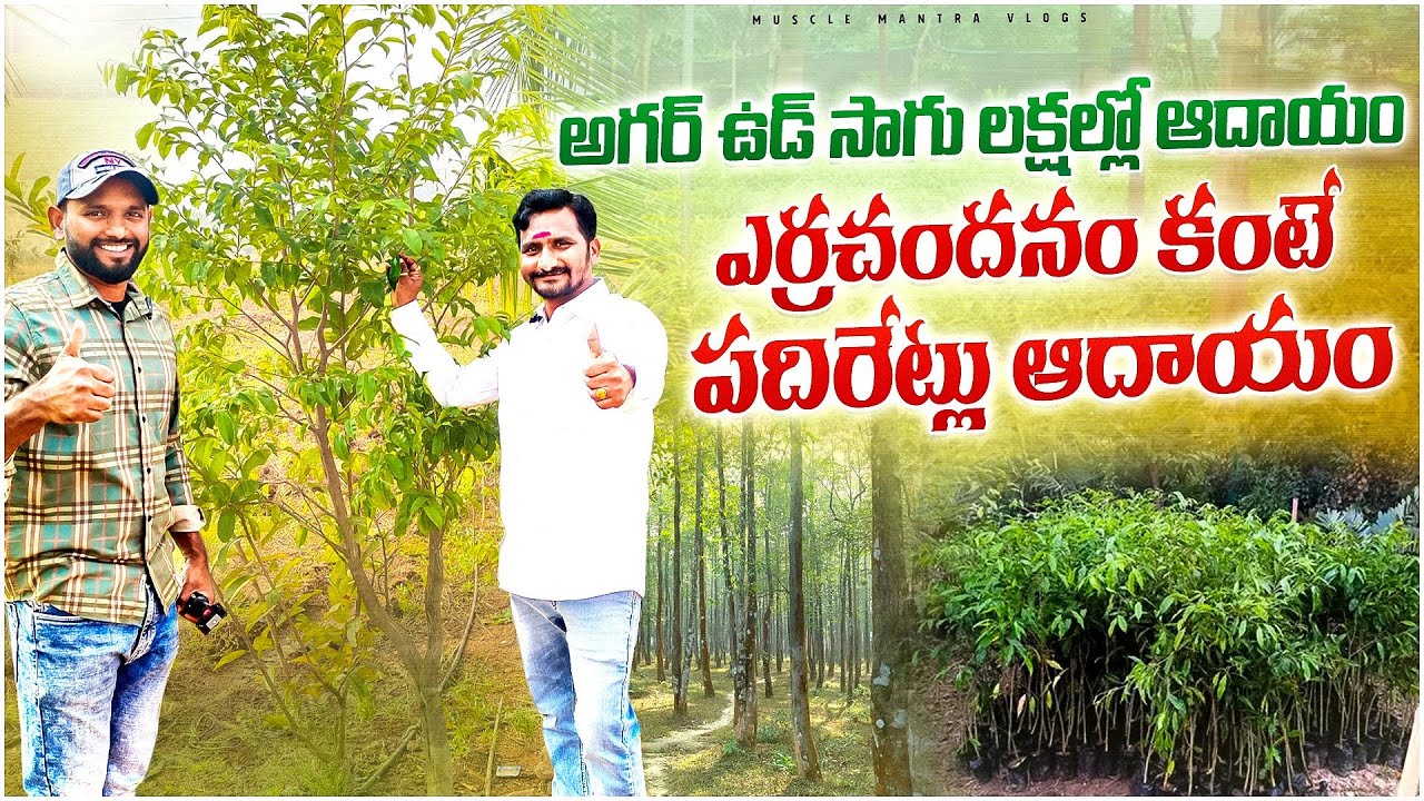 Agar Wood 🌳 The most expensive plant in the world is SVR Land Farm ...