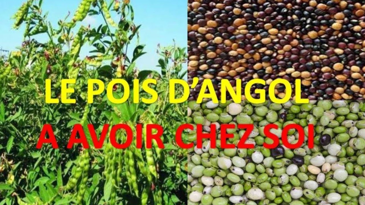 Découvrez le Pois d'angol - YouTube