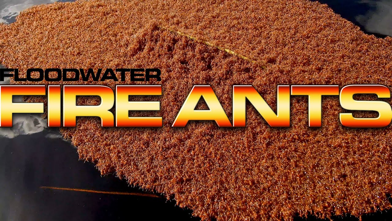 Hurricane Floodwater Fire Ant Rafts - YouTube