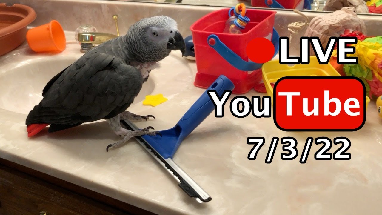 🔴🐦Einstein Parrot LIVE! 7/3/2022 - YouTube