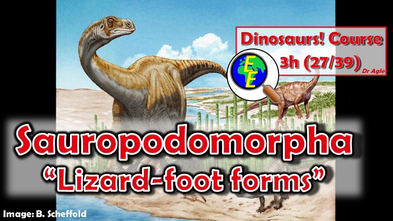 Sauropodomorpha Dinosaurs, including Plateosaurus (3h - 27/39) - YouTube