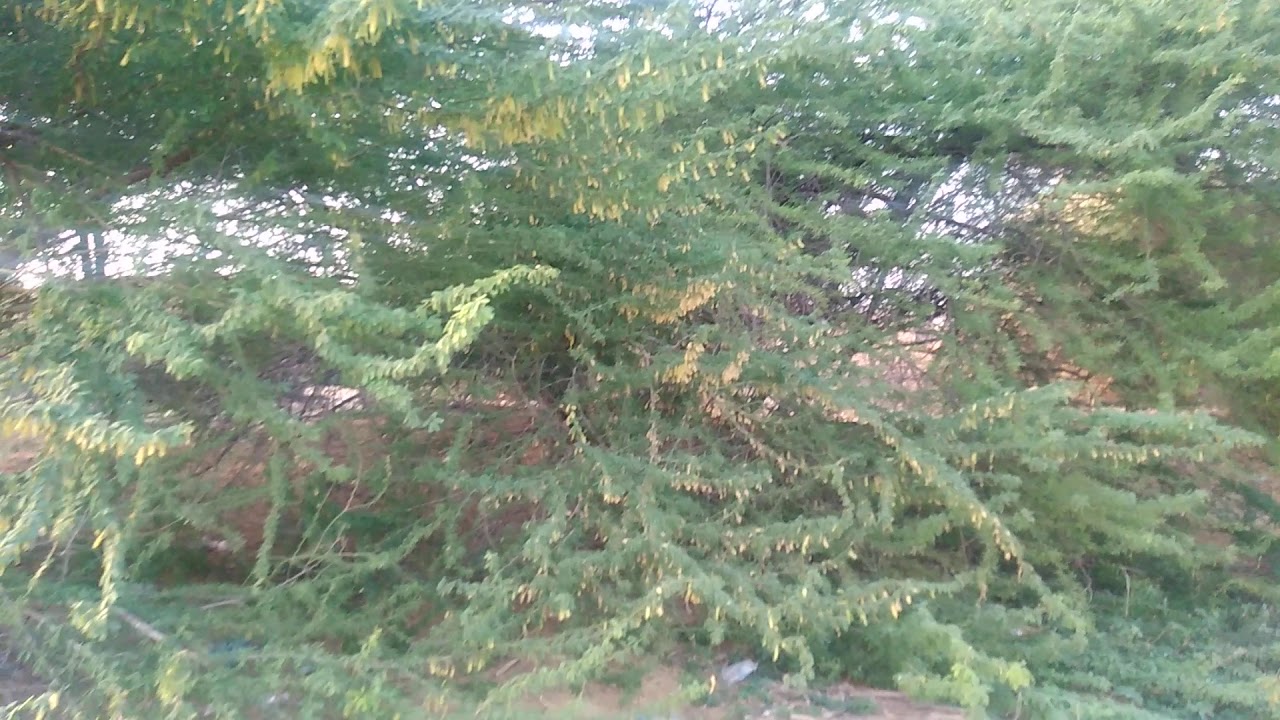 Devi tree ديوي جو وڻ - YouTube