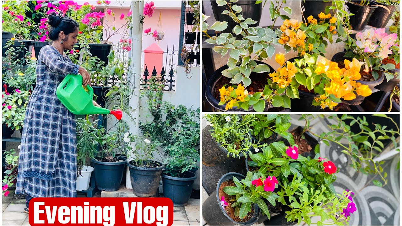 Evening Vlog | Achu’s Lifestyle - YouTube