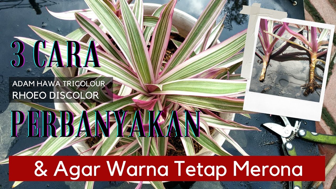 3 Cara Perbanyakan Adam Hawa & Agar Warna Tetap Merona | Rhoeo Discolor ...