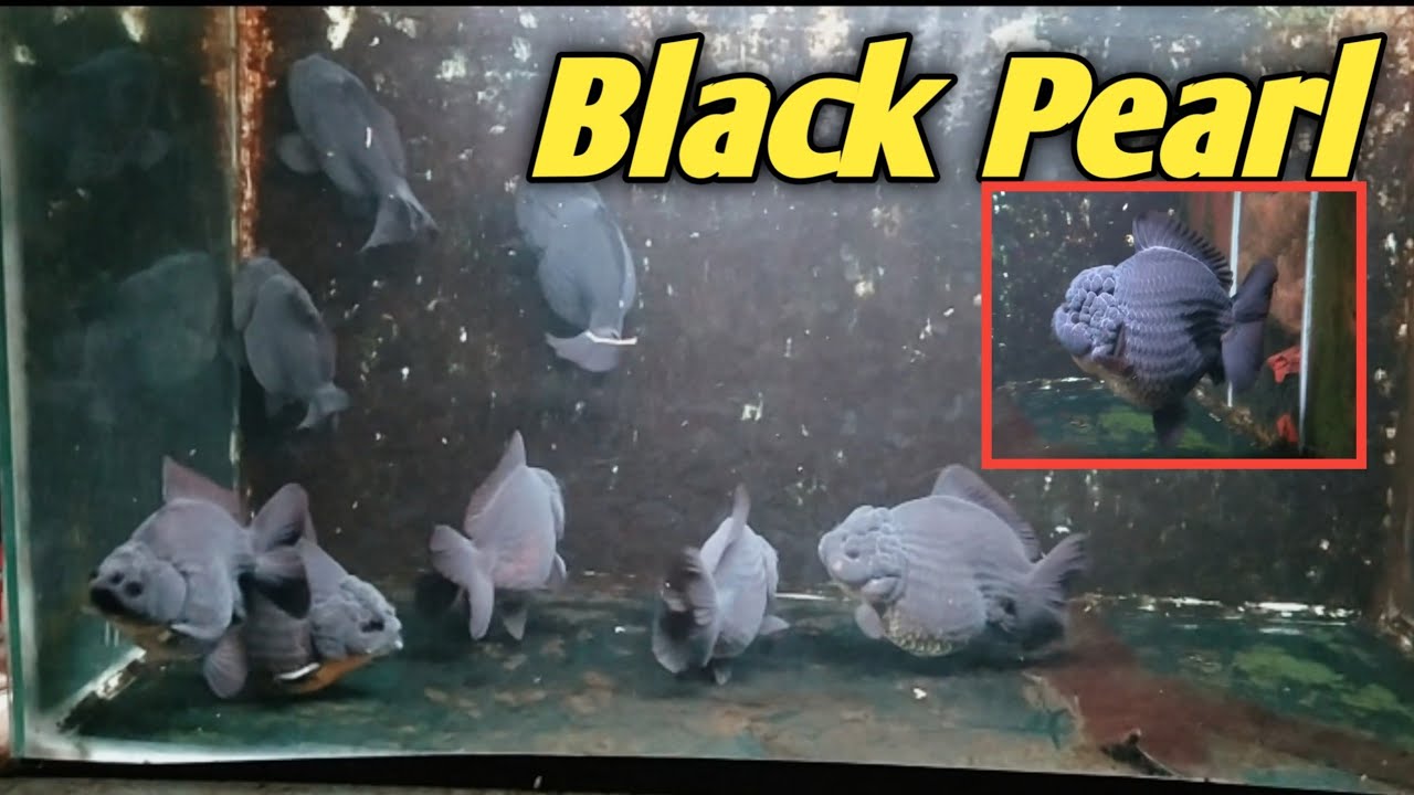 Edisi Spesial Ikan Maskoki Oranda Black, Bahan Super Jumbo Oranda Black ...