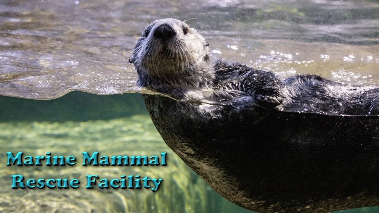 Tour of the Marine Mammal Rescue Facility at Sealife Birmingham - YouTube