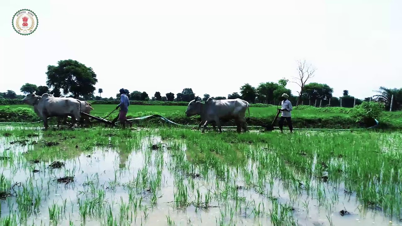 Hareli festival in c.g. - YouTube