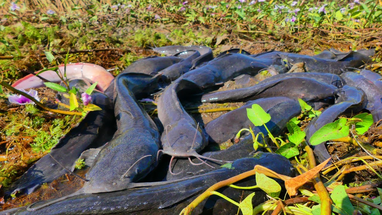 amazing fishing! a fisherman catch a lot of catfish under green grass ...
