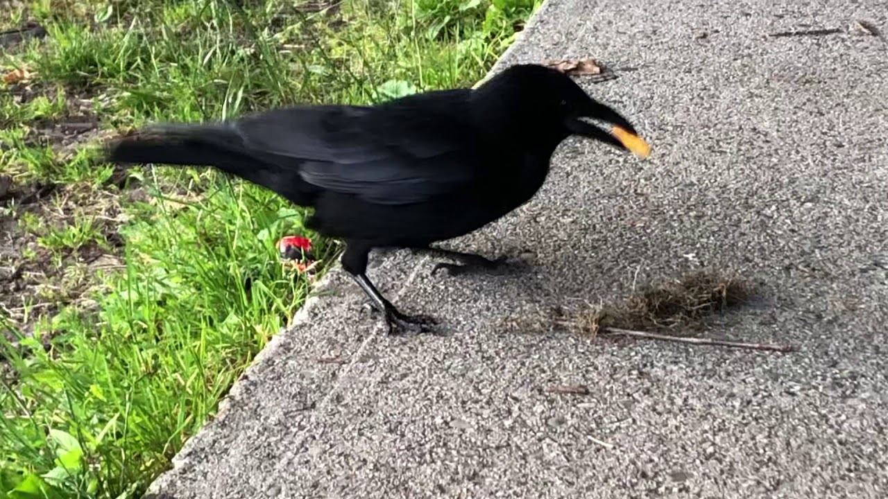 Hungry Crow begging for Cheetos - YouTube