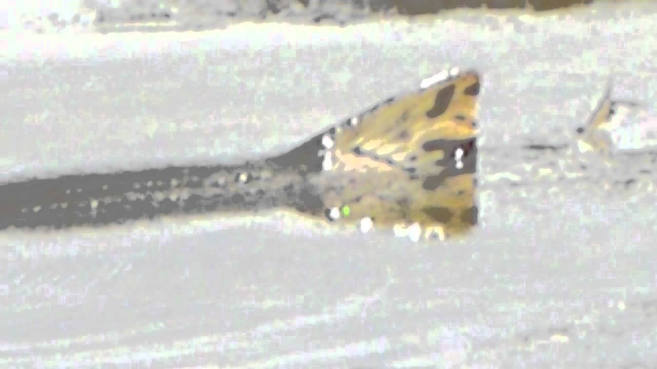 Alligator Gar in Oologah Lake - YouTube