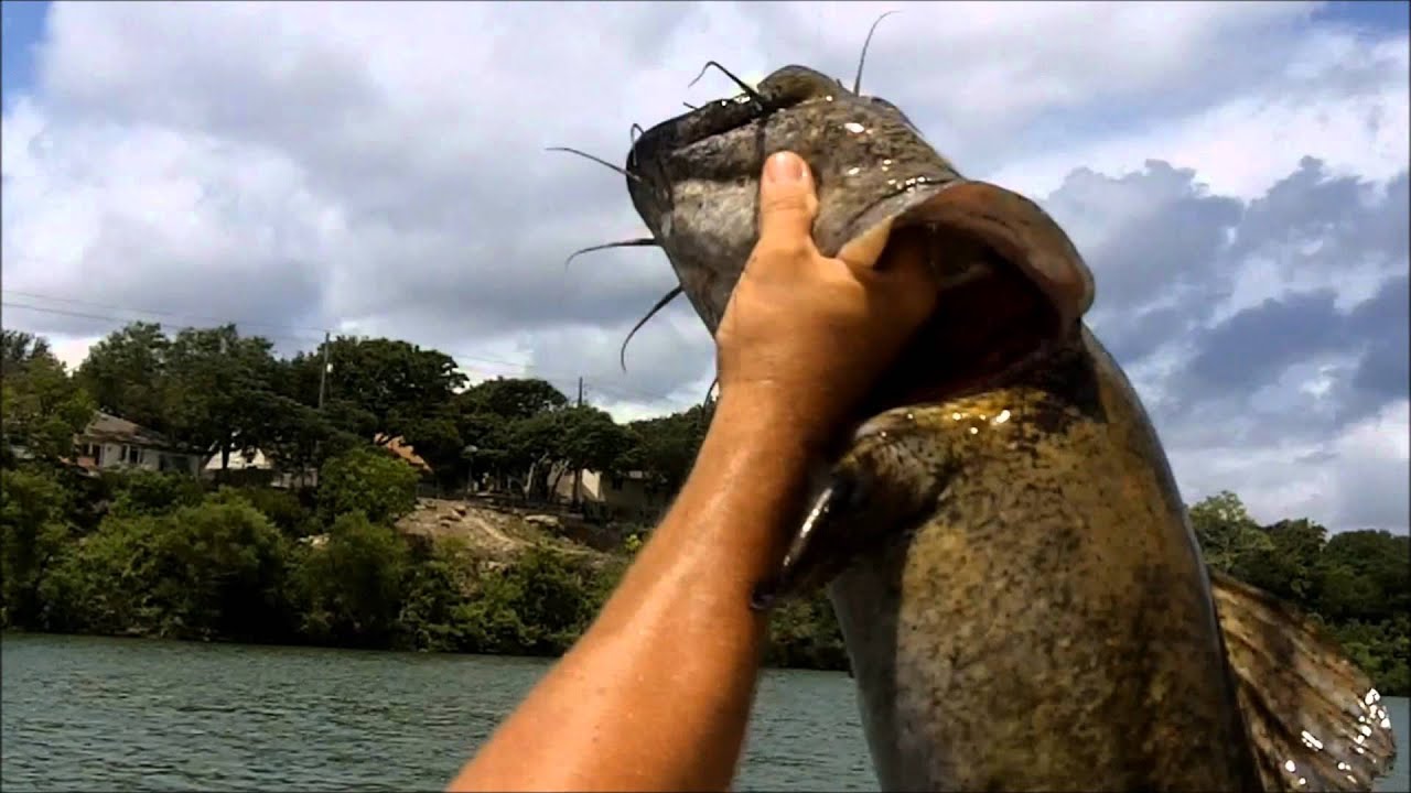 Big catfish at The Quarry (Summer2012) - YouTube