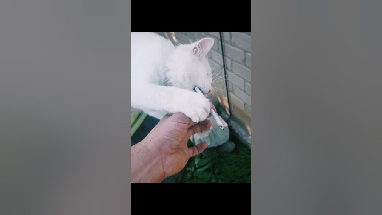 Есть какой ни будь лёгкий способ бросить коту курить?😄 #кот - YouTube