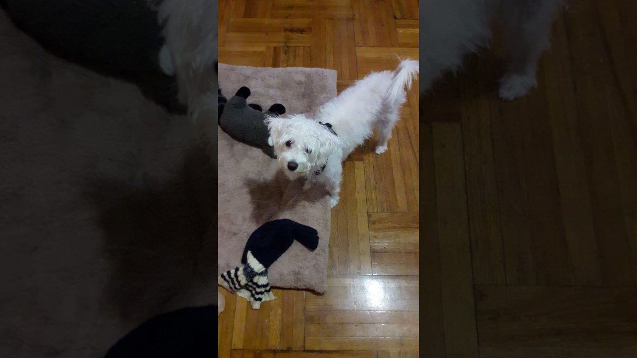 Terry mix a beautiful dog - YouTube