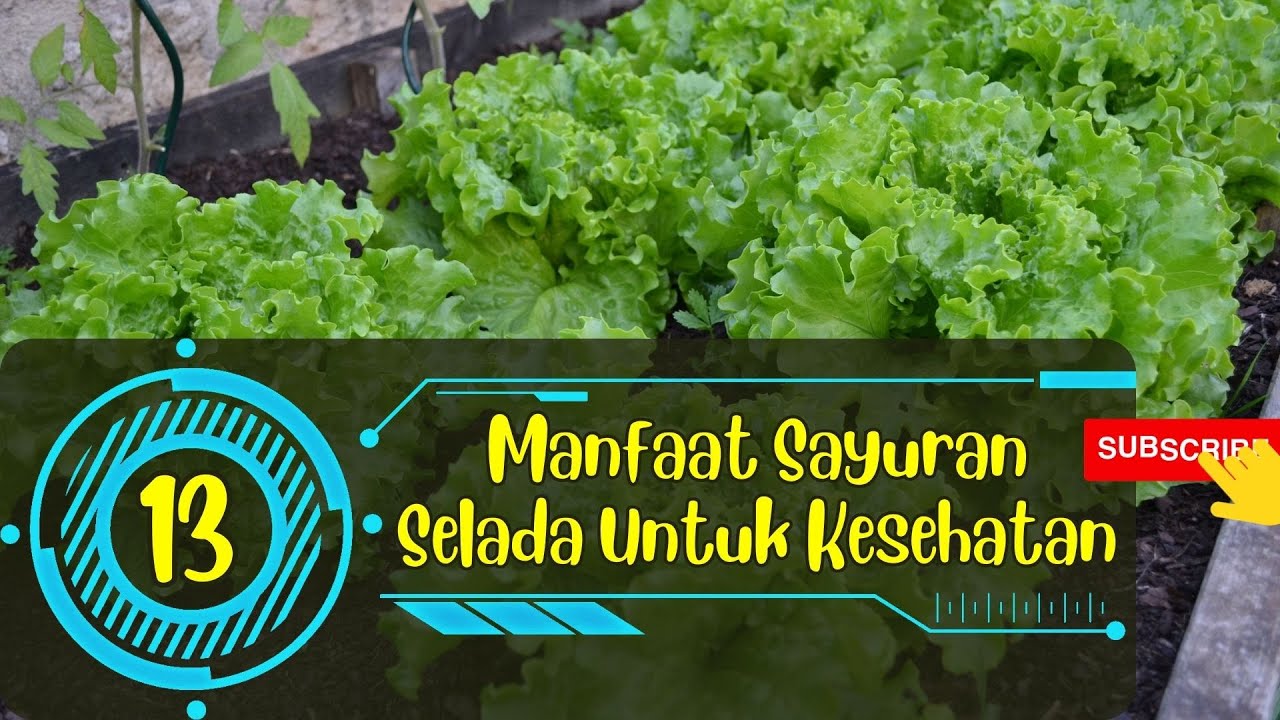 13 MANFAAT SAYURAN SELADA BILA KITA KONSUMSI SECARA RUTIN - YouTube