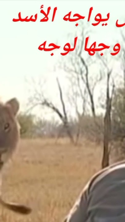 رجل شجاع يواجه الأسد وجها لوجه Youtube