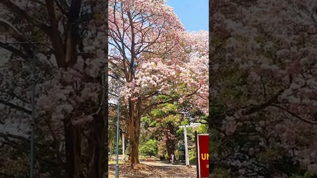 university of pera . - YouTube