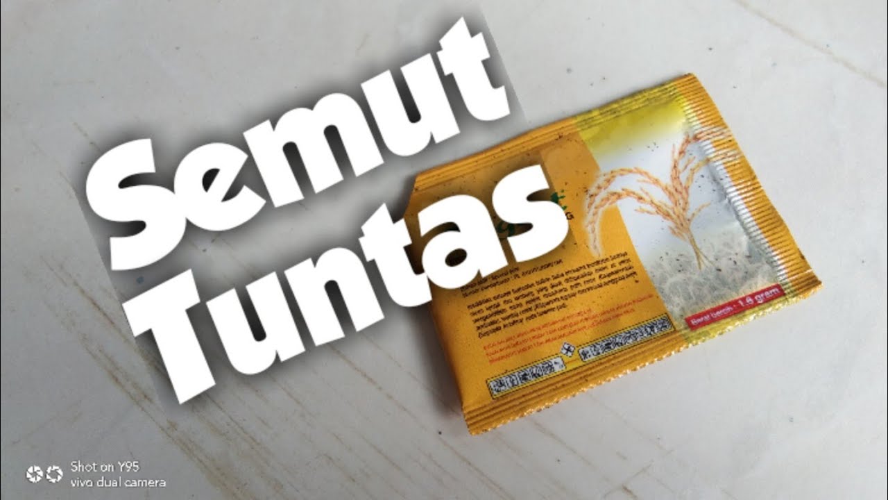 membuat racun semut dari regent - cara membuat racun semut rumah atau ...