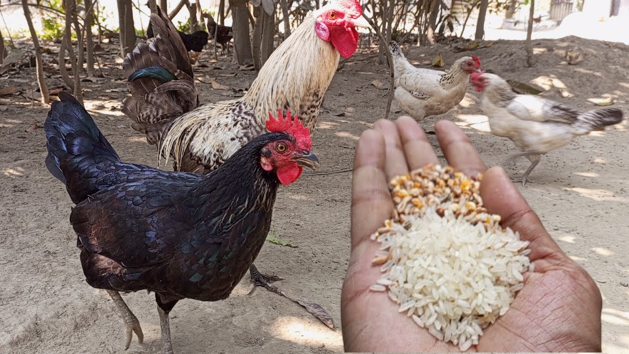 Hand-Feeding Your Backyard Chickens: The Ultimate Guide - YouTube