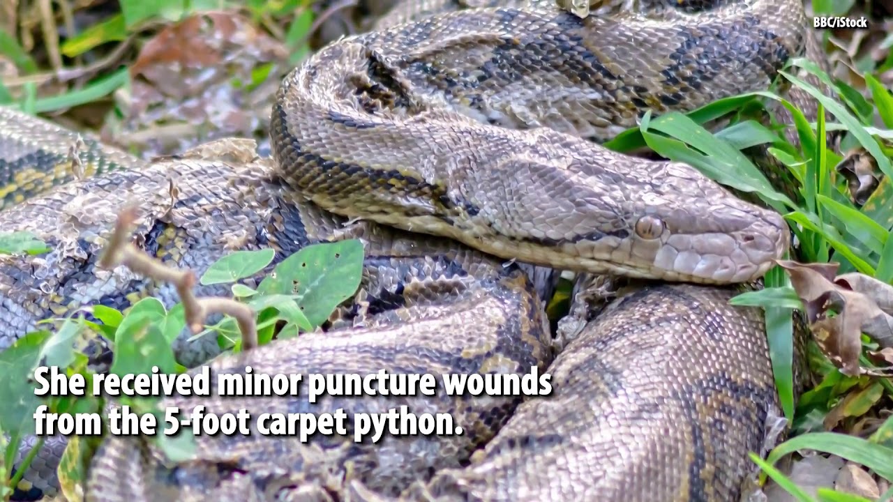 Woman Bitten by Python Hiding in Toilet - YouTube