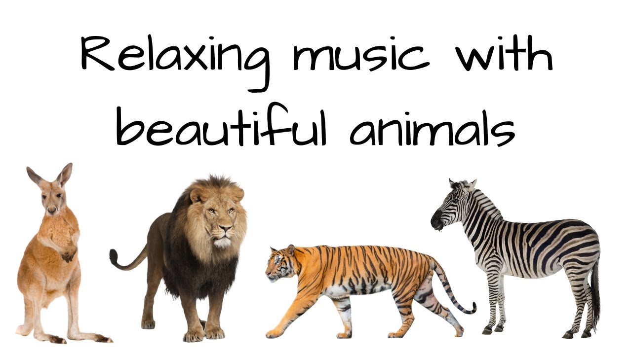 Relaxing Music with Beautiful Animals 🎵🐾 - YouTube