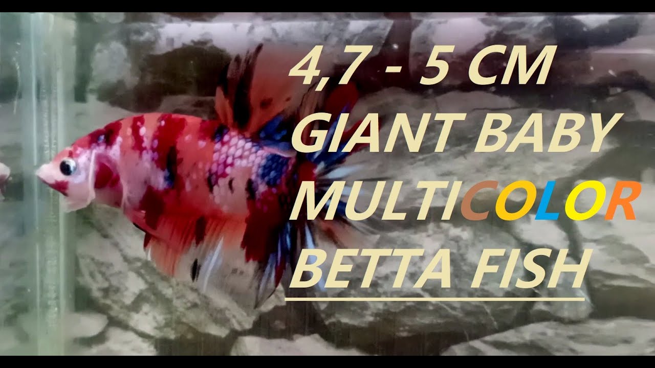 Giant Baby Multicolor Betta Fish - YouTube