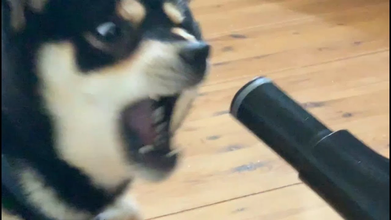 ARFF..RR. ..ARR... ARRARARWHAWHHARRARAA!!! - YouTube