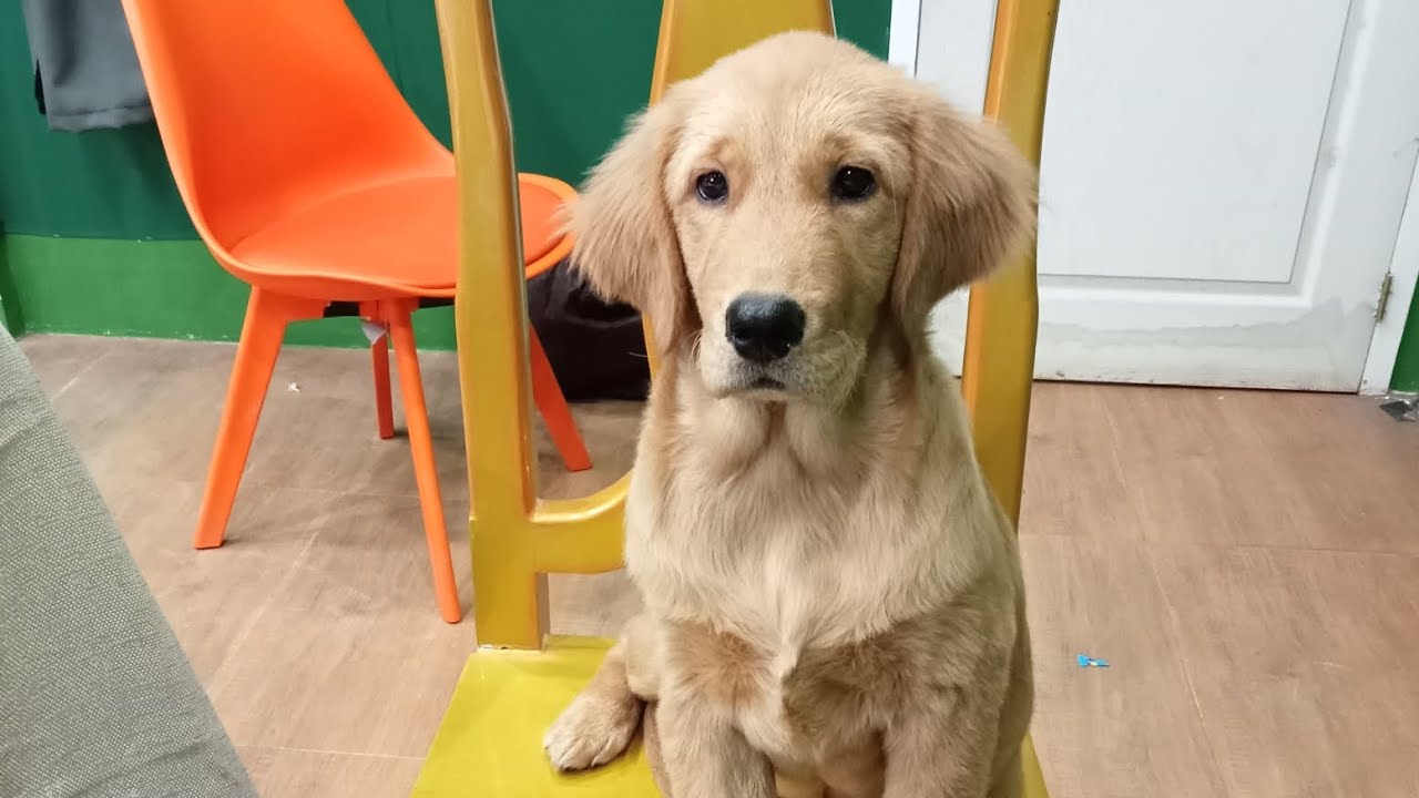 Random vedio with my golden retriever puppy "HERA" - YouTube