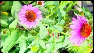 Fall’s Finest Blooms @ Eves Garden- r3t