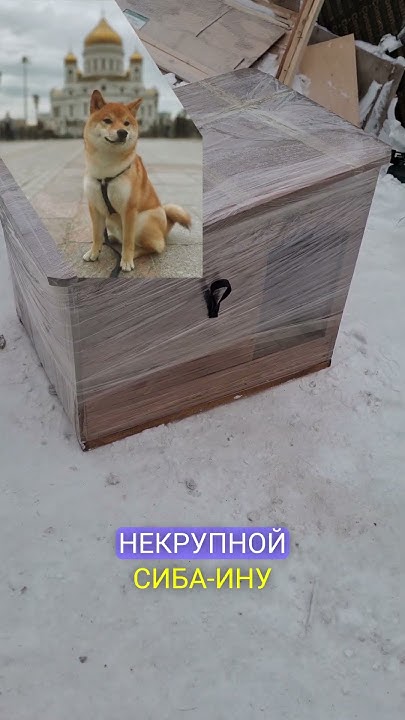 Будка для Сиба-Ину #животные #собака - YouTube