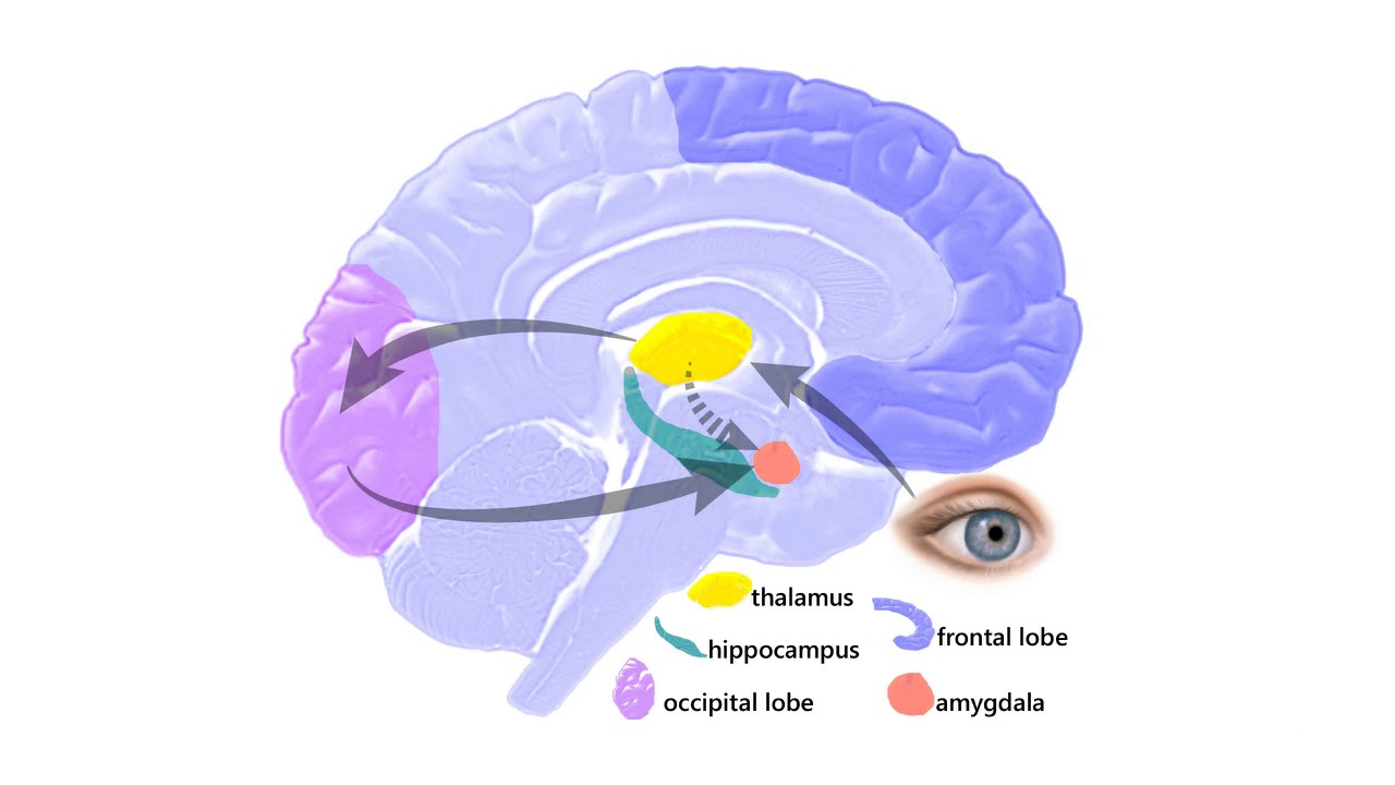 How Your Brain Works And How It Stores Information | Information You ...