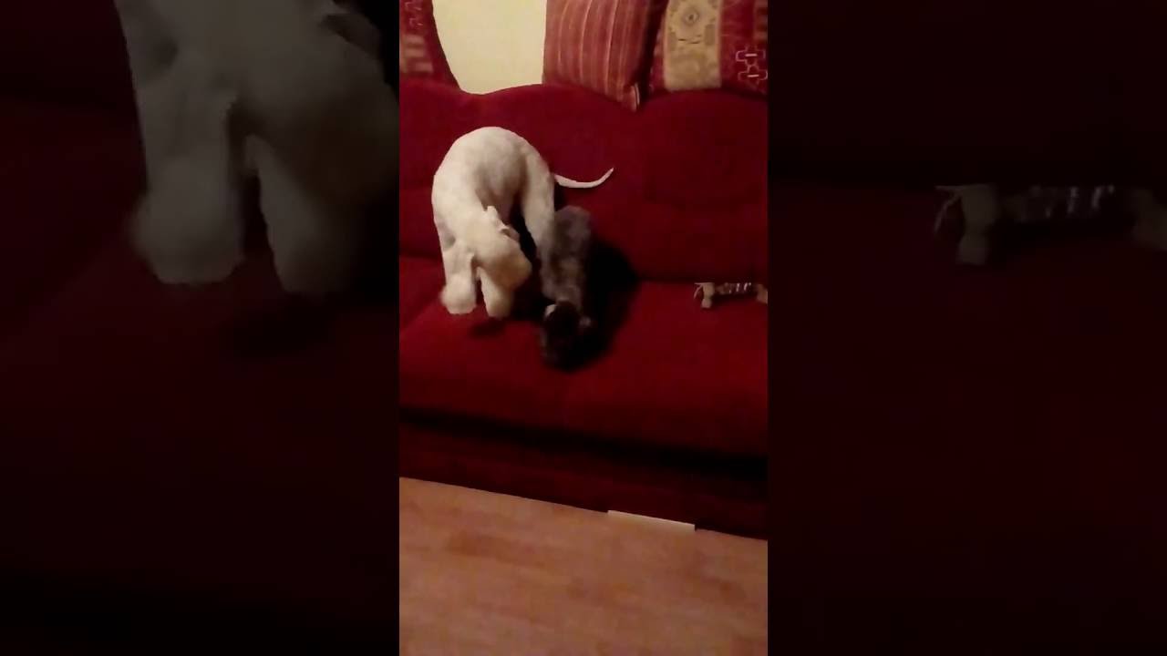 pepper is jumping - YouTube