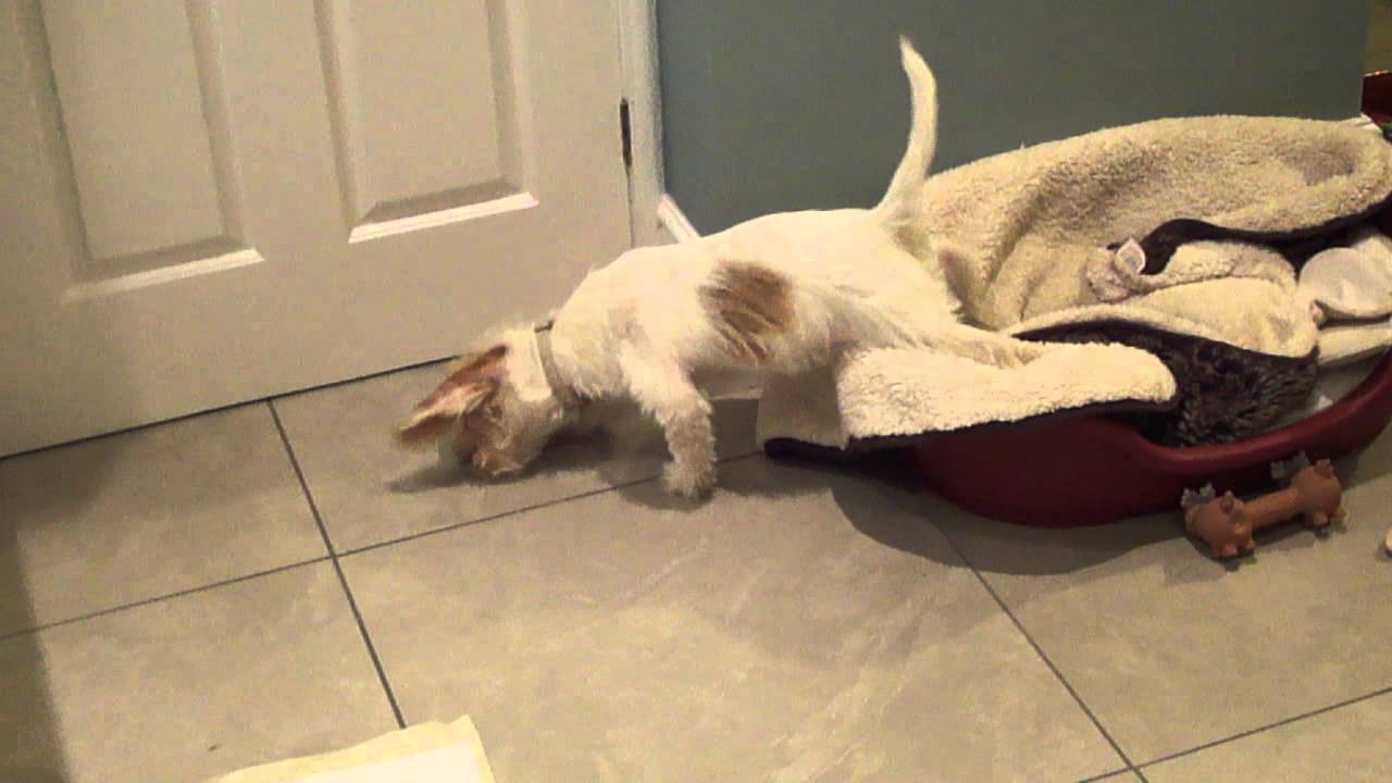 Petit Basset Griffon Vendeen (PBGV) Puppy Playing - YouTube