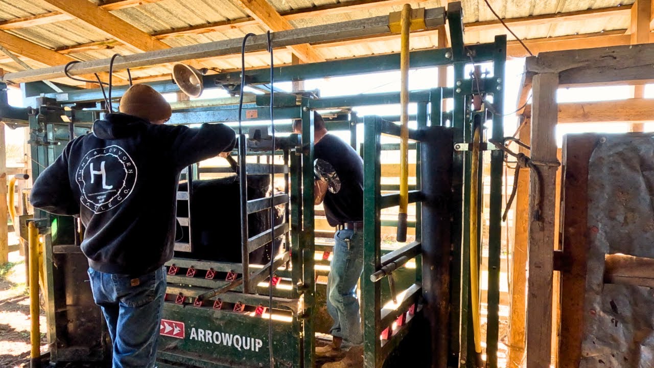 Breeding Day on the Farm - Artificially Inseminating Heifers! - YouTube
