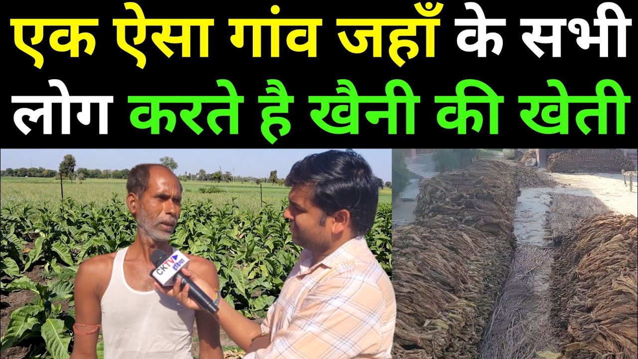 एक ऐसा village जहां के अधिकतर लोग करते हैं khaini ki kheti | Tobacco ...