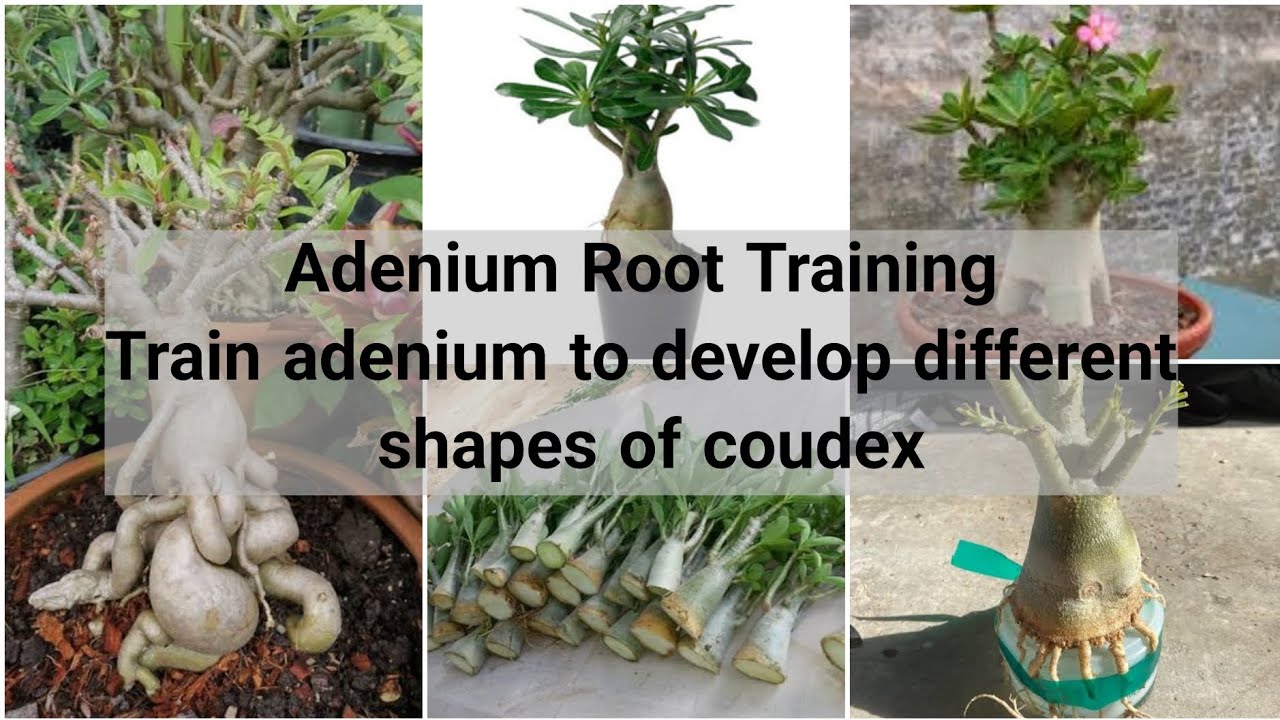 Adenium root training from early stage || Step by step guide for ...