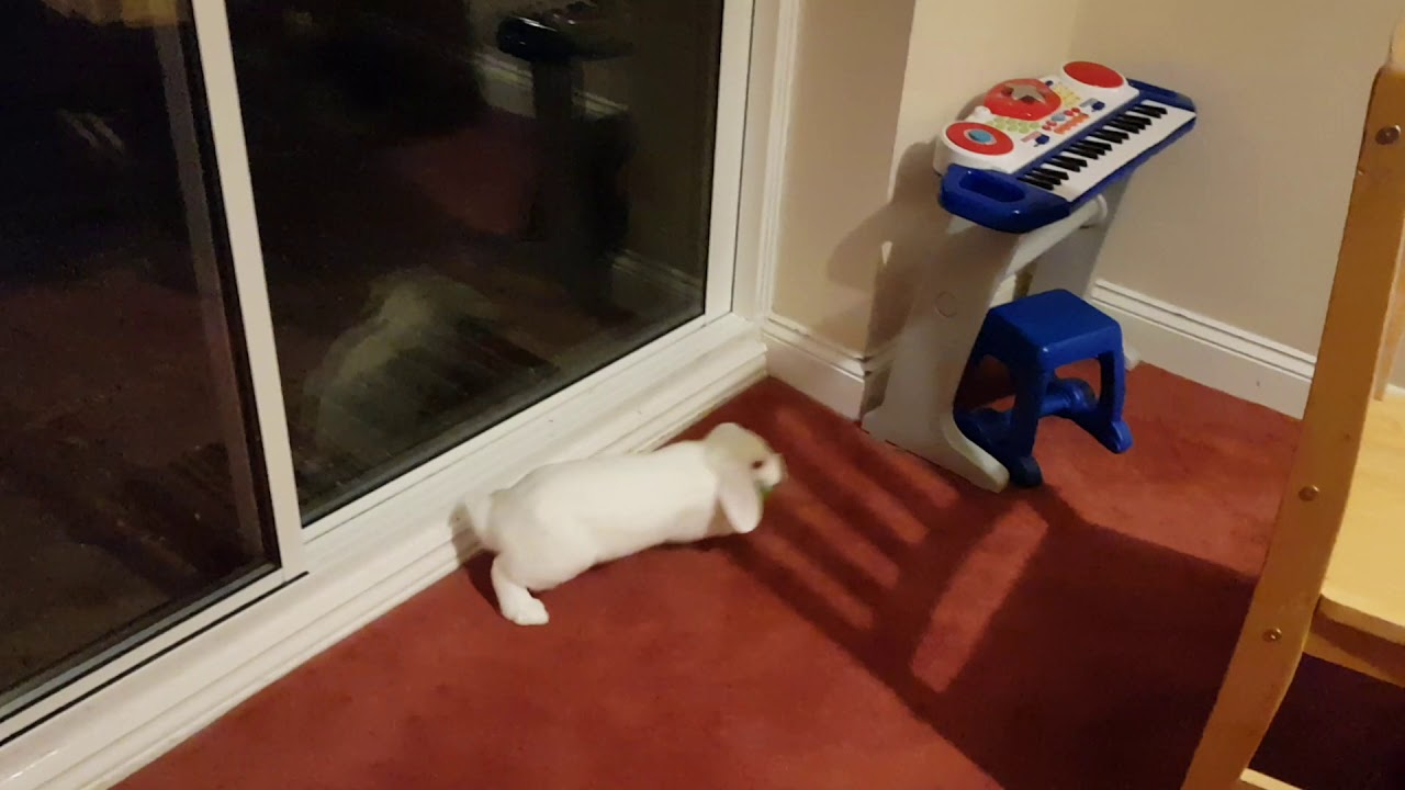 Ralphy the bunny makes his great escape! - YouTube