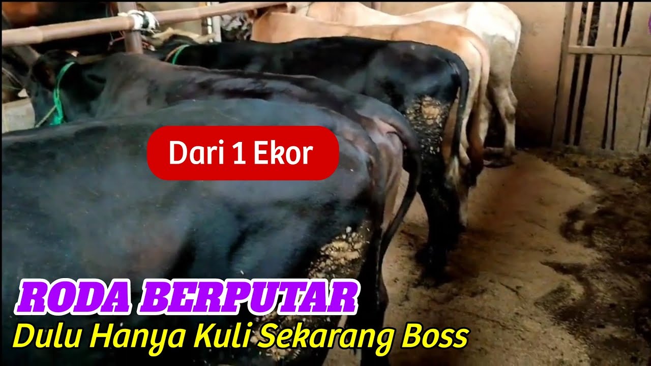 Rejeki Langit, Seorang Buruh Harian Sukses Punya Sapi 30 Ekor - YouTube